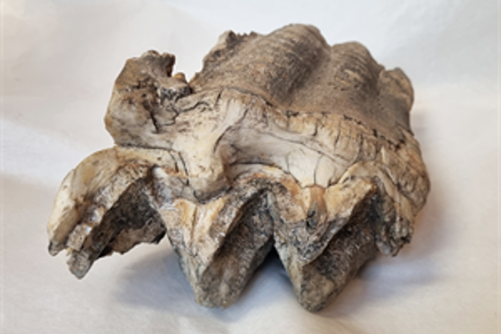 Geology Collection at Chelmsford Museum